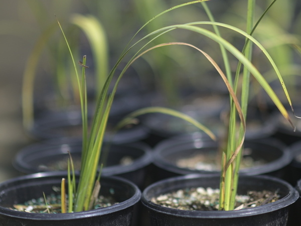 Buy Ornamental Grasses Online - Midwest Propagation Nursery