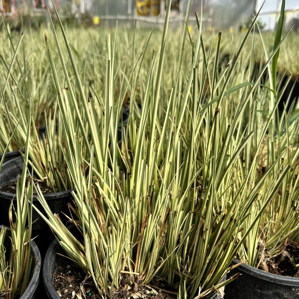 Variegated Sweet Flag - Acorus Calamus 'Variegatus' (1Gal) - Midwest ...