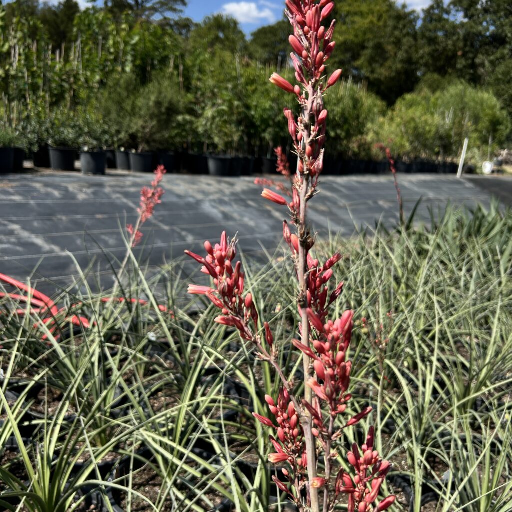 Red Yucca - Hesperaloe Parviflora (1 Gal) - Midwest Propagation Nursery