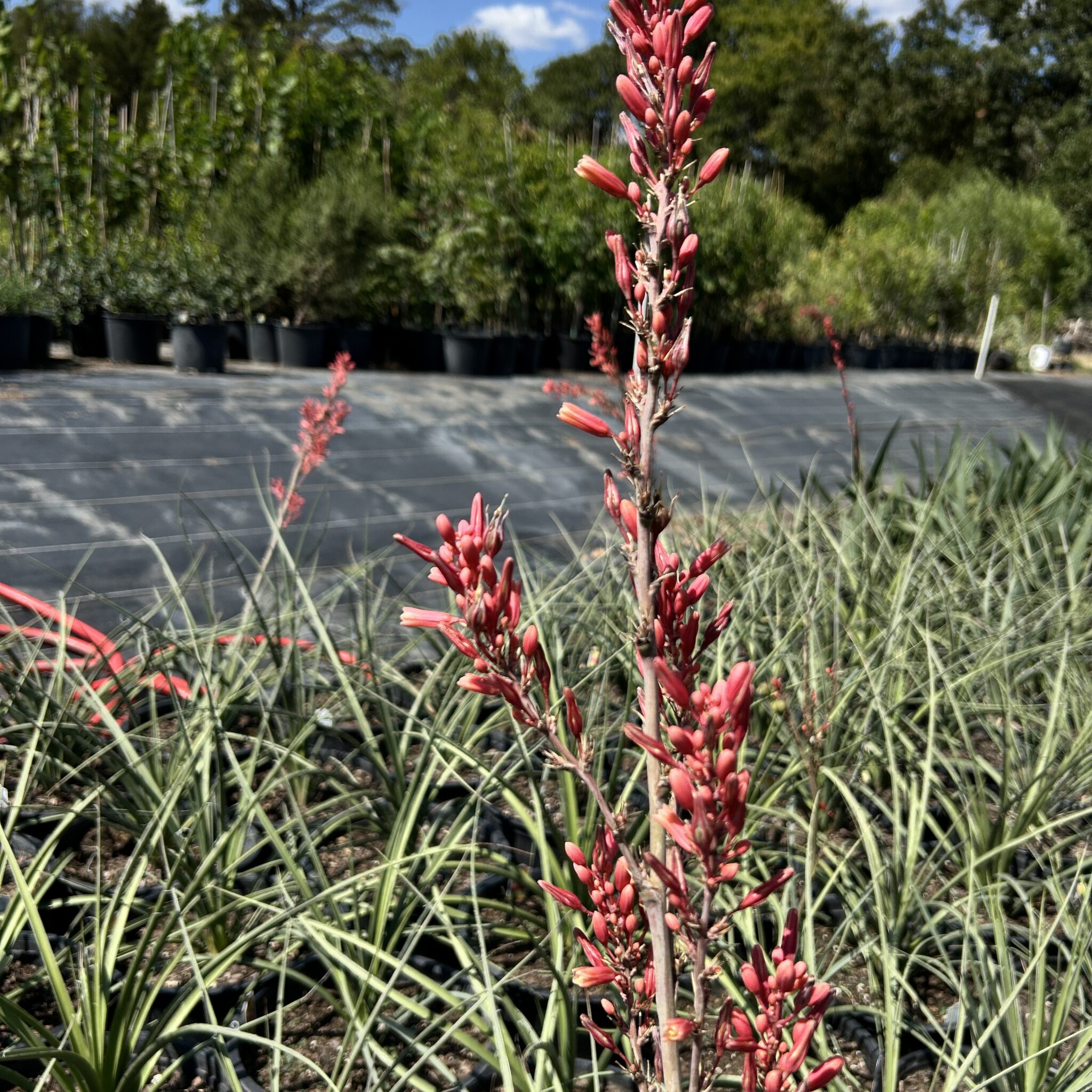 Red Yucca - Hesperaloe Parviflora (1 Gal) - Midwest Propagation Nursery
