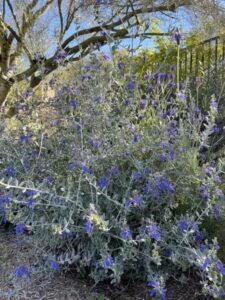 Silver Bush Germander - Teucrium Fruticans (1Gal) - Midwest Propagation ...