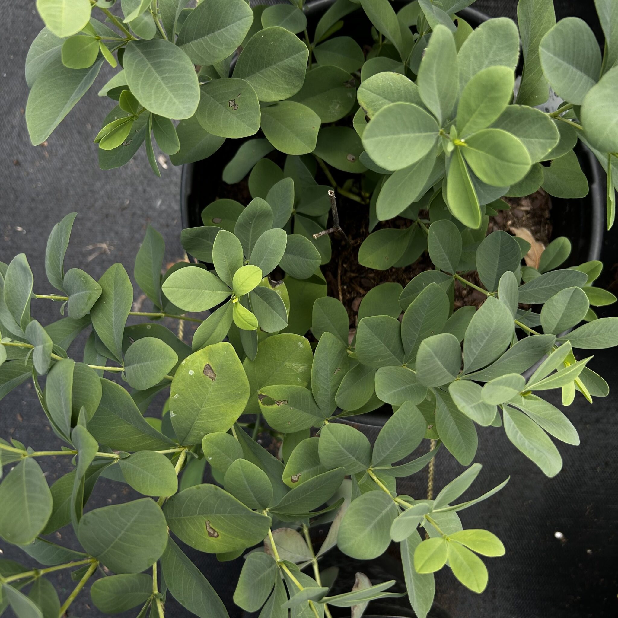 Blue False Indigo - Baptisia Australis (1 GAL) - Midwest Propagation ...