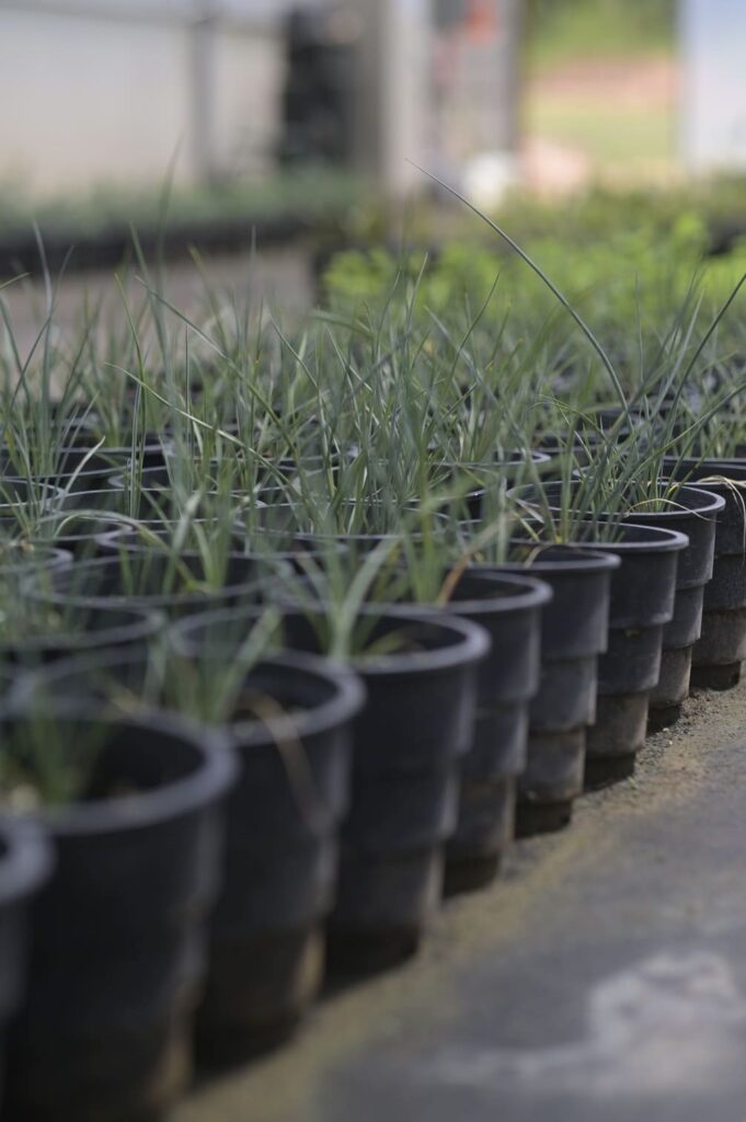 Red Yucca - Hesperaloe Parviflora / Color Guard Yucca - Midwest ...