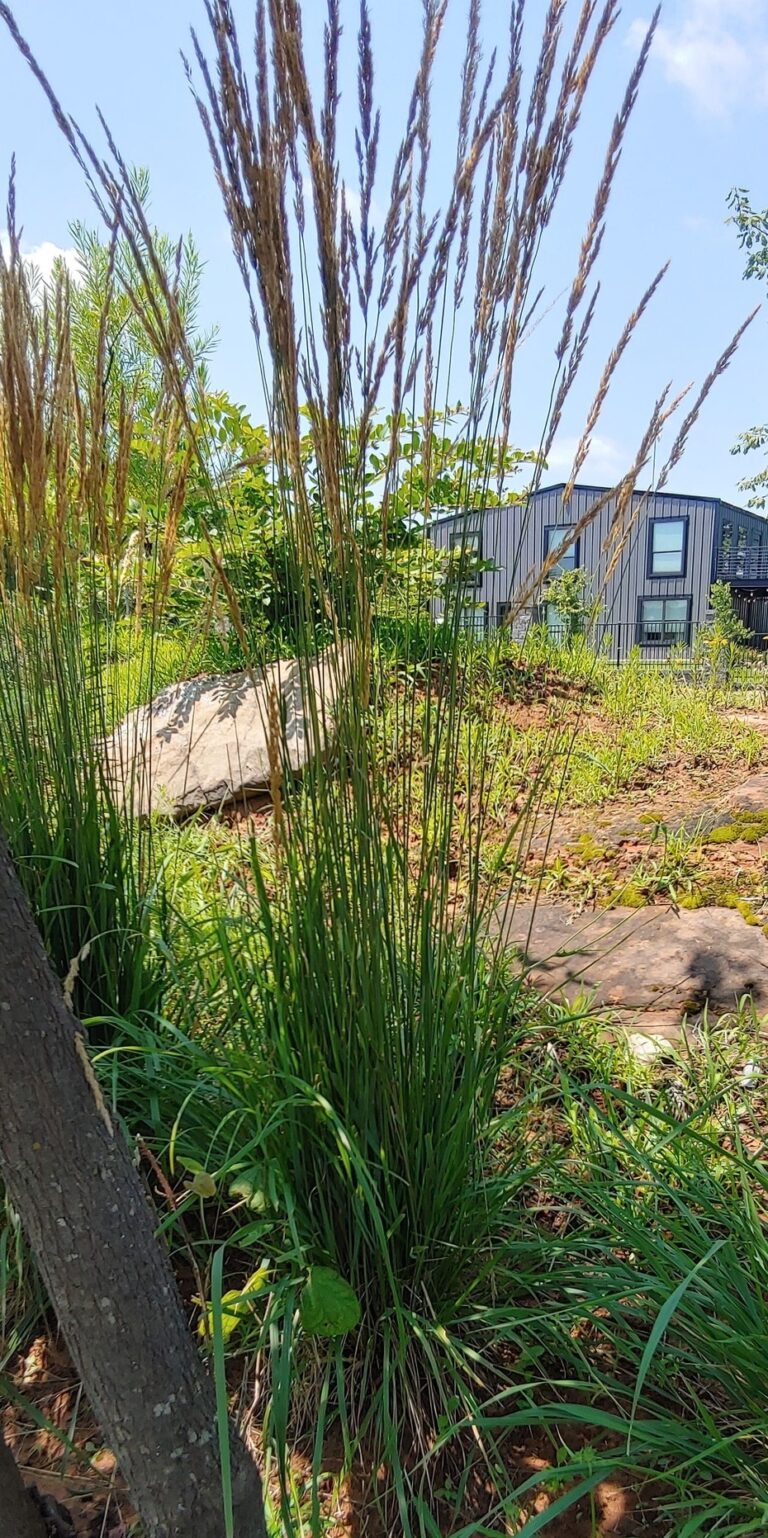 Karl Foerester Reed Grass-Calamagrostis x acutiflora 'Karl Foerester ...