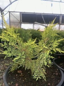 Daubs Frosted Juniper - Midwest Propagation Nursery