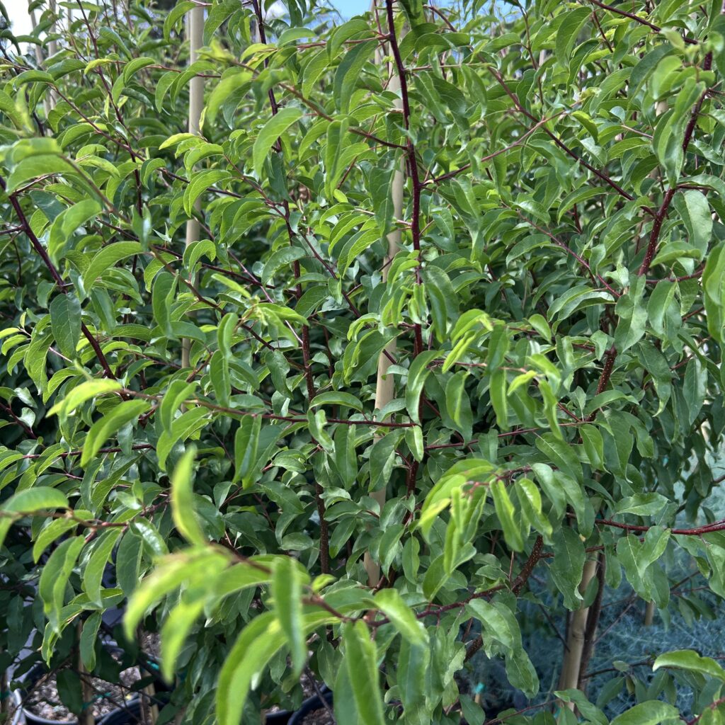 Chickasaw Plum-Prunus Angustifolia (5Gal) - Midwest Propagation Nursery