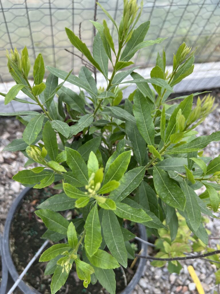 Southern Wax Myrtle - Myrica cerifera - Midwest Propagation Nursery