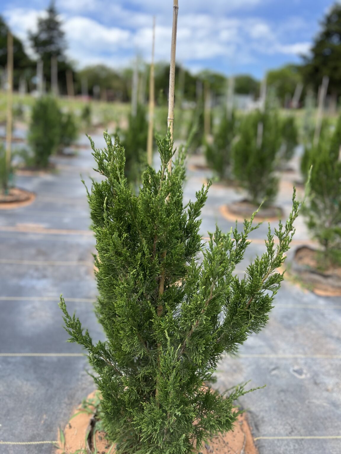 Spartan Juniper-7Gal - Midwest Propagation Nursery