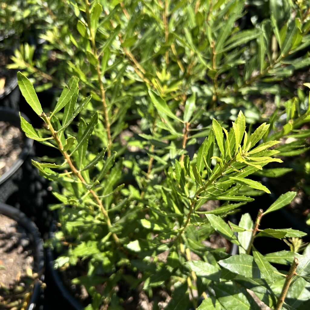 Southern Dwarf Wax Myrtle - Myrica cerifera (5Gal) - Midwest ...