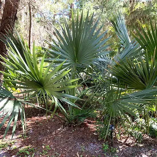 Dwarf Sabal Palm - Sabal Minor - Midwest Propagation Nursery
