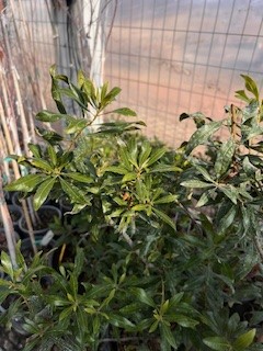 Southern Wax Myrtle - Myrica cerifera - Midwest Propagation Nursery