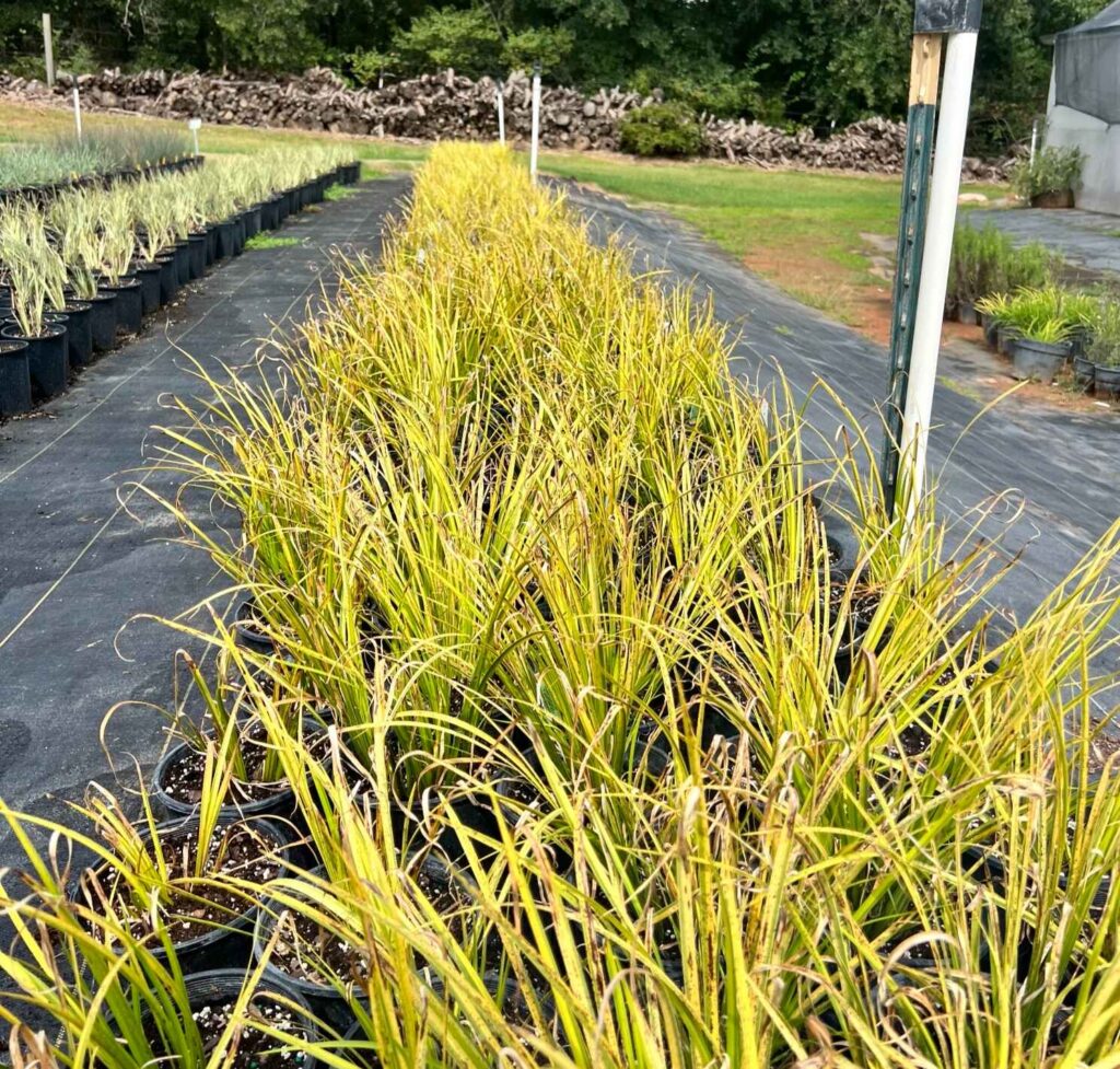 Golden Varigated Sweetflag - Acorus gramineus 'Ogon' - Midwest ...