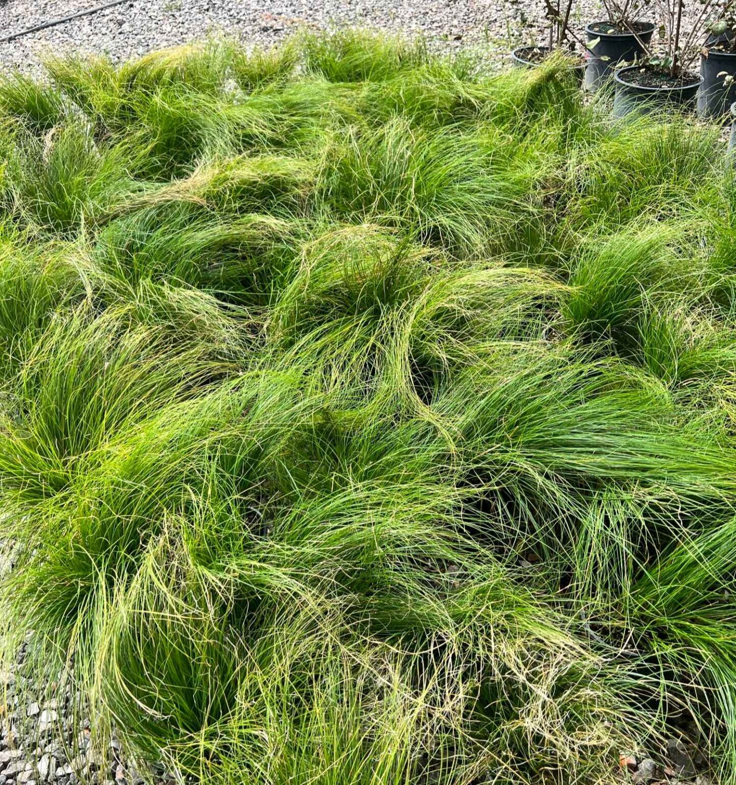 Texas Sedge - Carex Texensis - Midwest Propagation Nursery