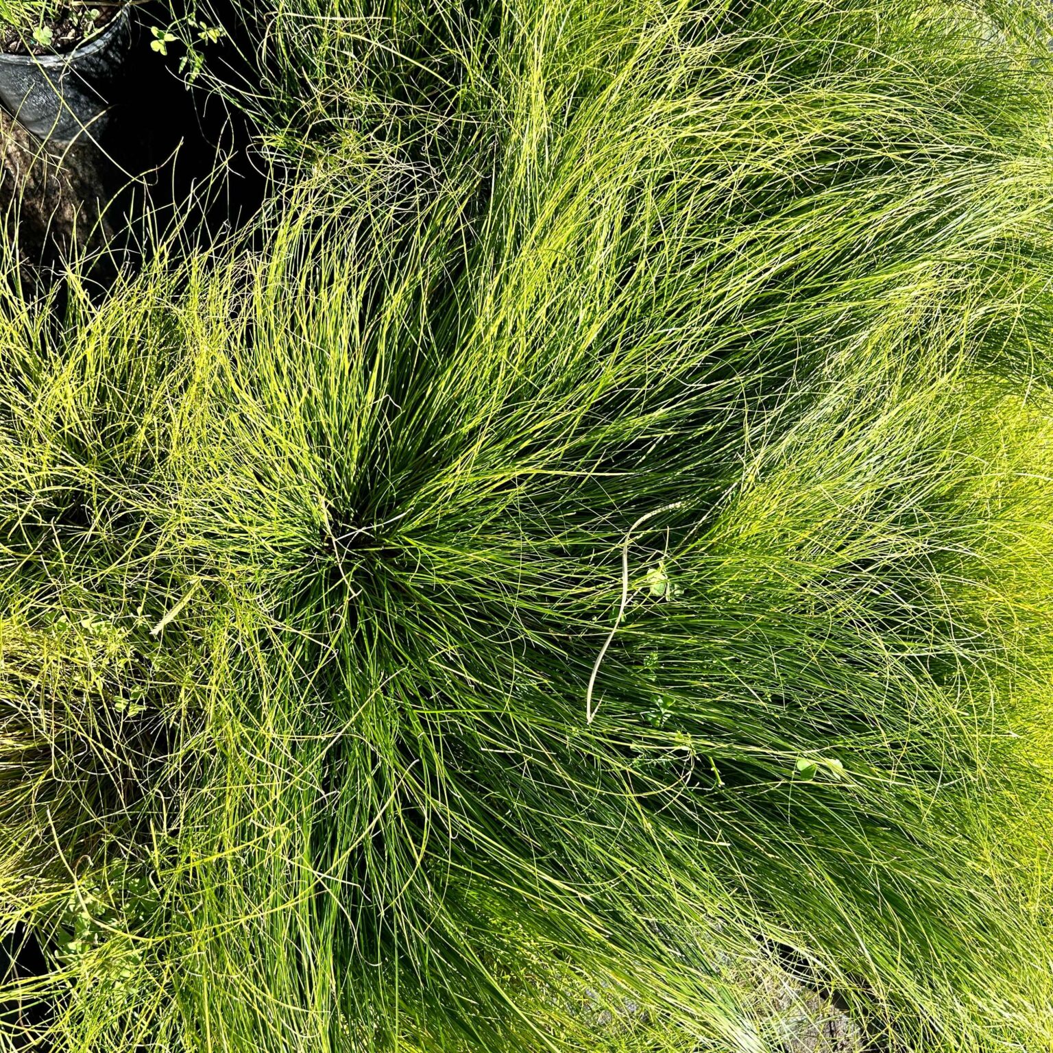 Texas Sedge - Carex Texensis - Midwest Propagation Nursery