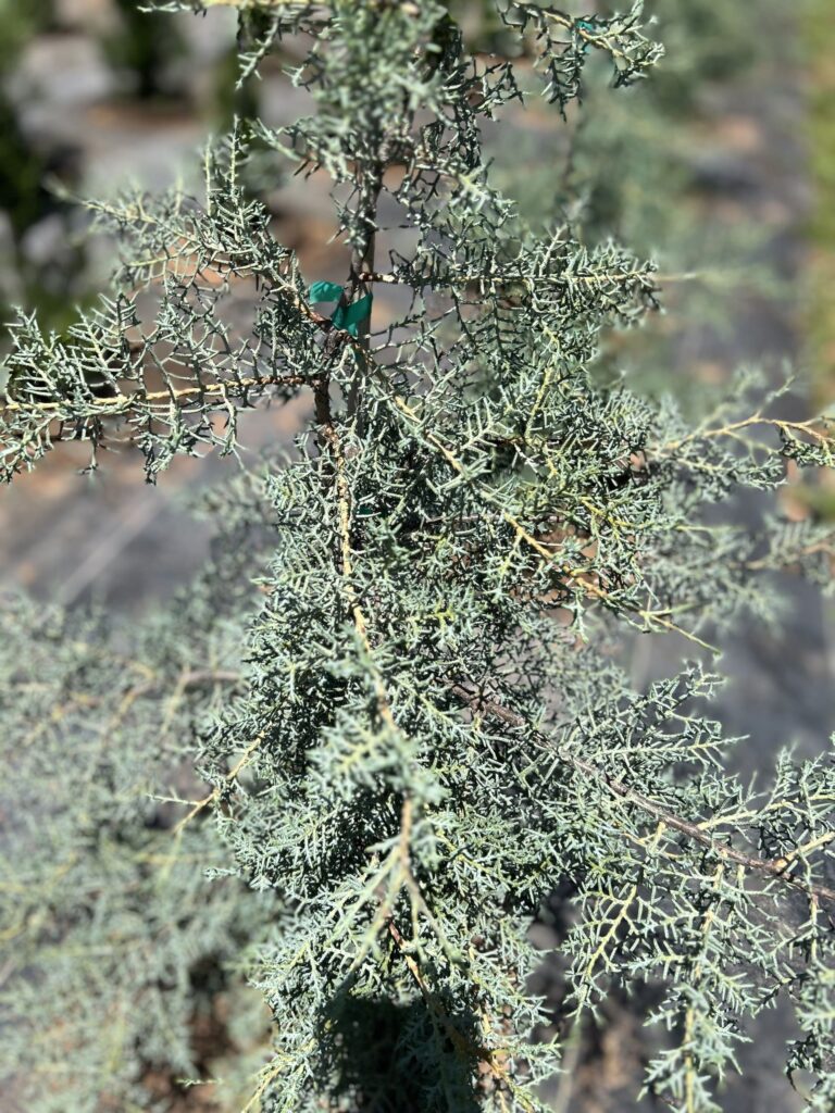 Arizona Blue Cypress - Cupressus Arizonica - Midwest Propagation Nursery