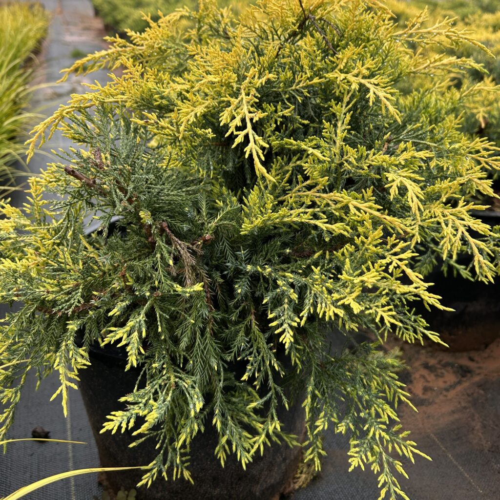 Saybrook Gold Juniper-Juniperus x pfitzeriana 'Saybrook Gold' (5 GAL ...