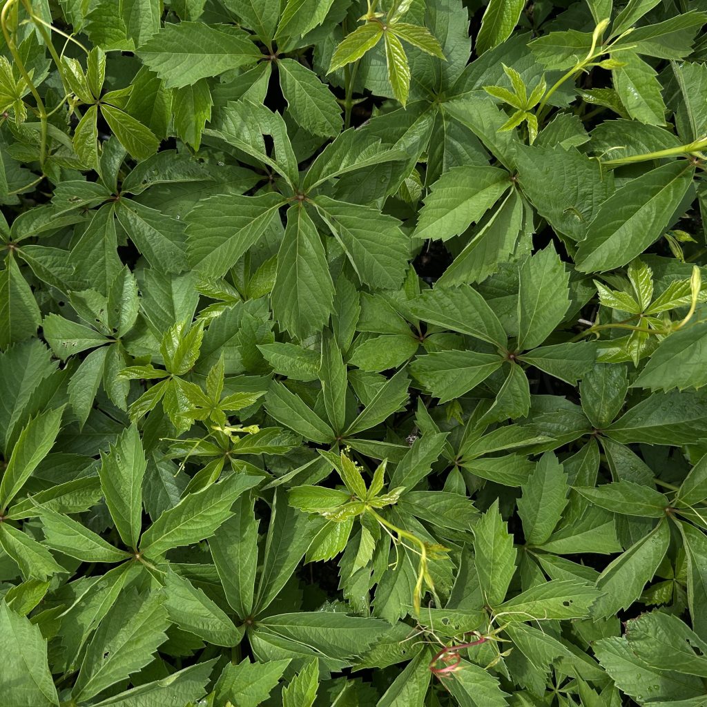 Buy Ground Cover Online - Midwest Propagation Nursery